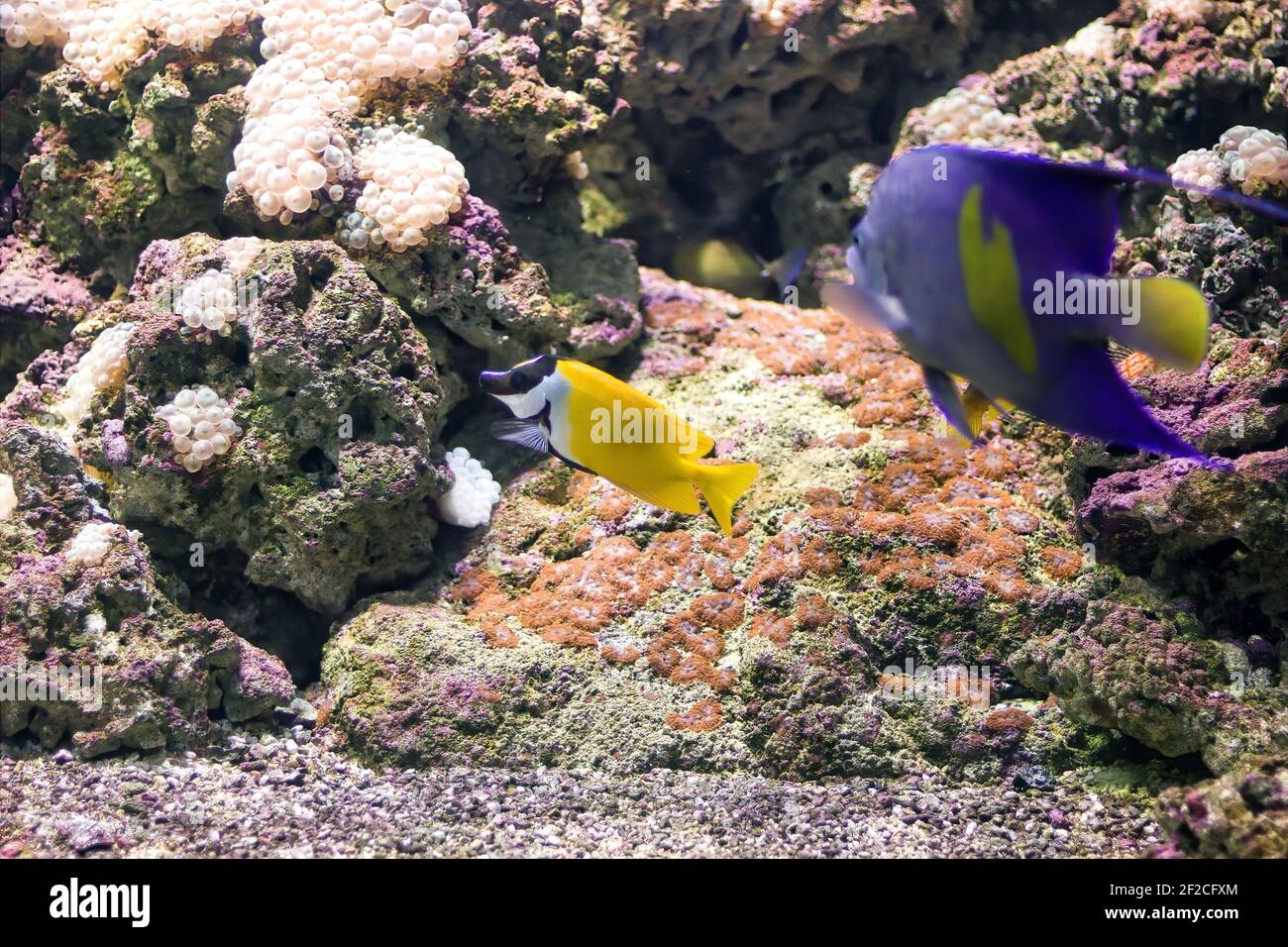 A fish known as The blotched foxface, Siganus unimaculatus, is a ...