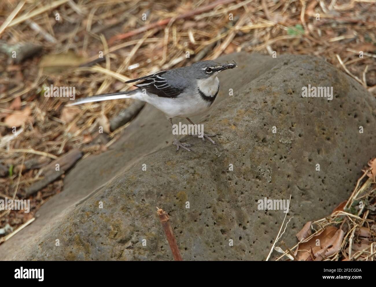 Mountain Wagtail (Motacilla clara clara) adult perched on rock with food in bill Ethiopia April ...