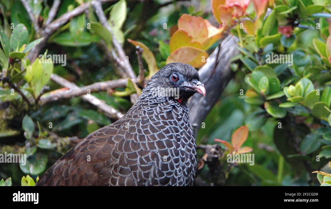 Close up of an Andean guan (Penelope montagnii) in the Yanacocha ...