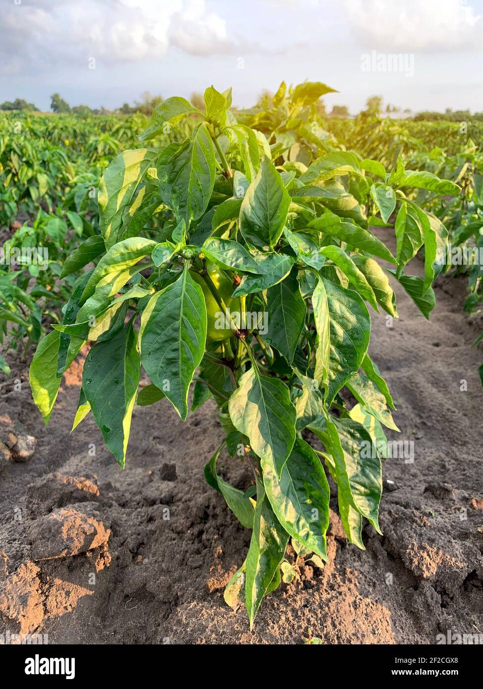 Bell production hi-res stock photography and images - Alamy