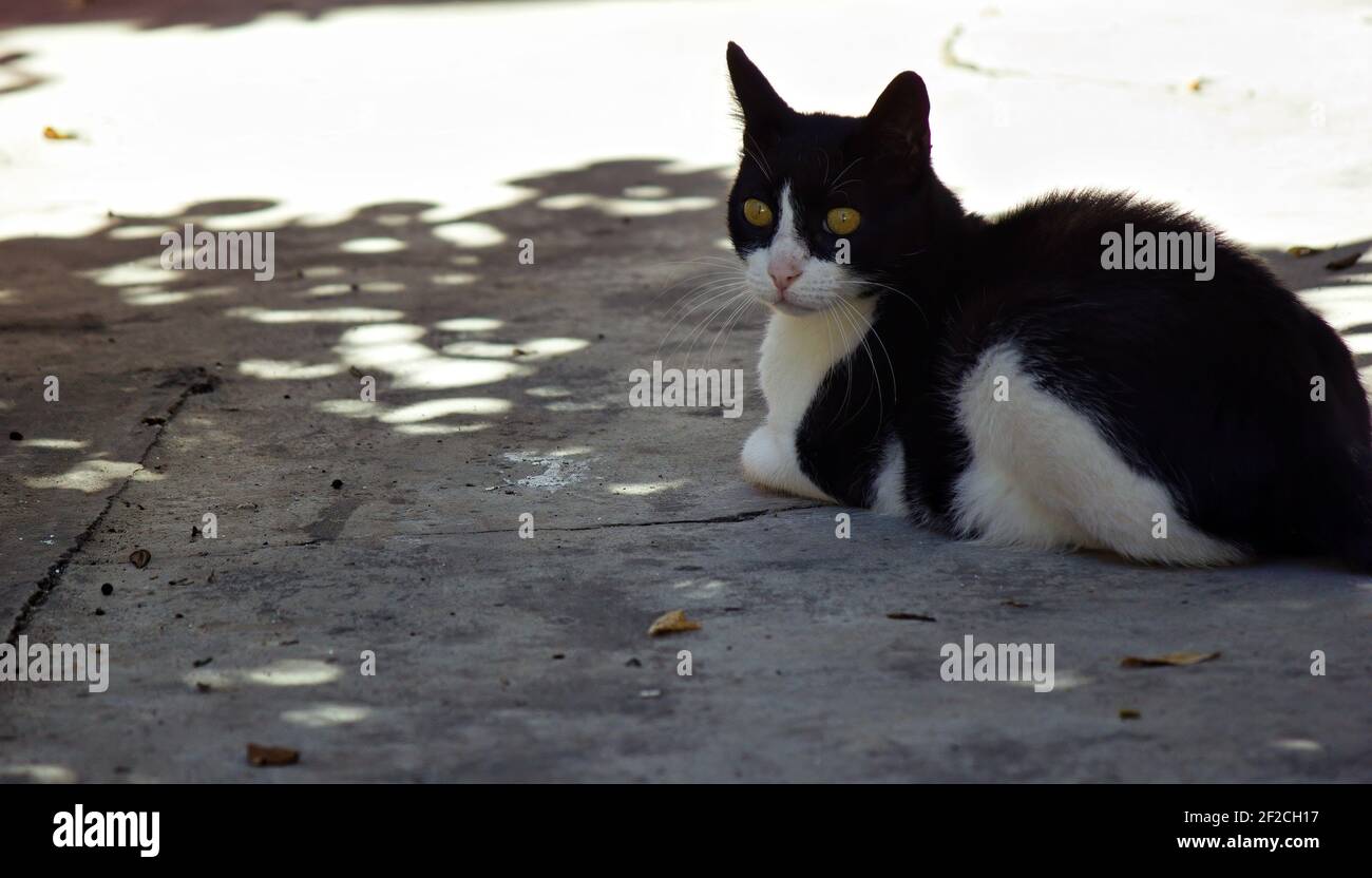 Domestic Cat (Felis silvestris, Felis catus). tomcat lying under the ...