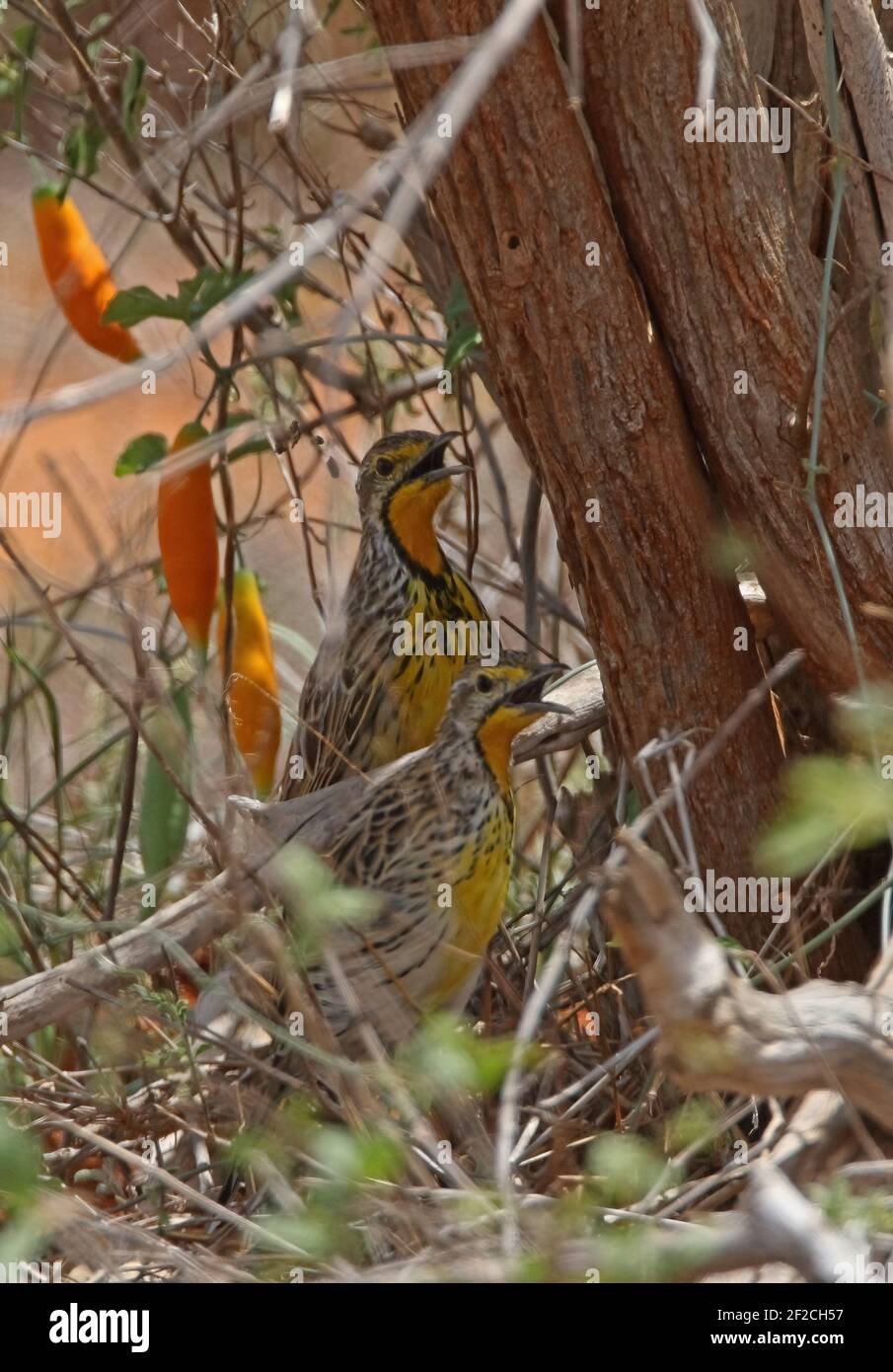 Pangani hi-res stock photography and images - Alamy