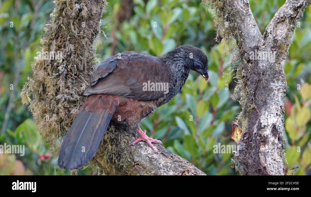 Andean guan (Penelope montagnii) perched in a tree in the Yanacocha ...