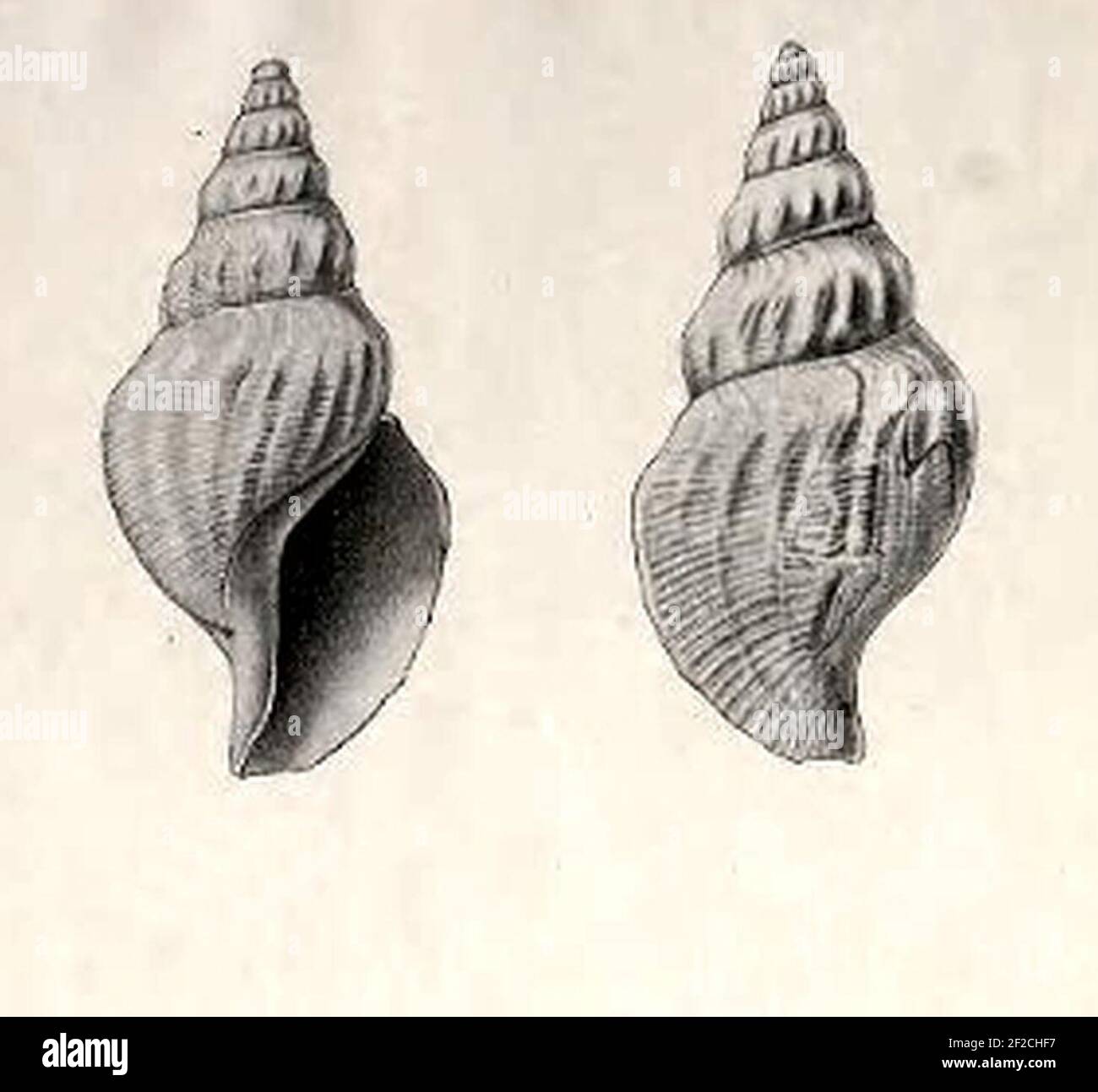 Pontiothauma pacei 001 Stock Photo - Alamy