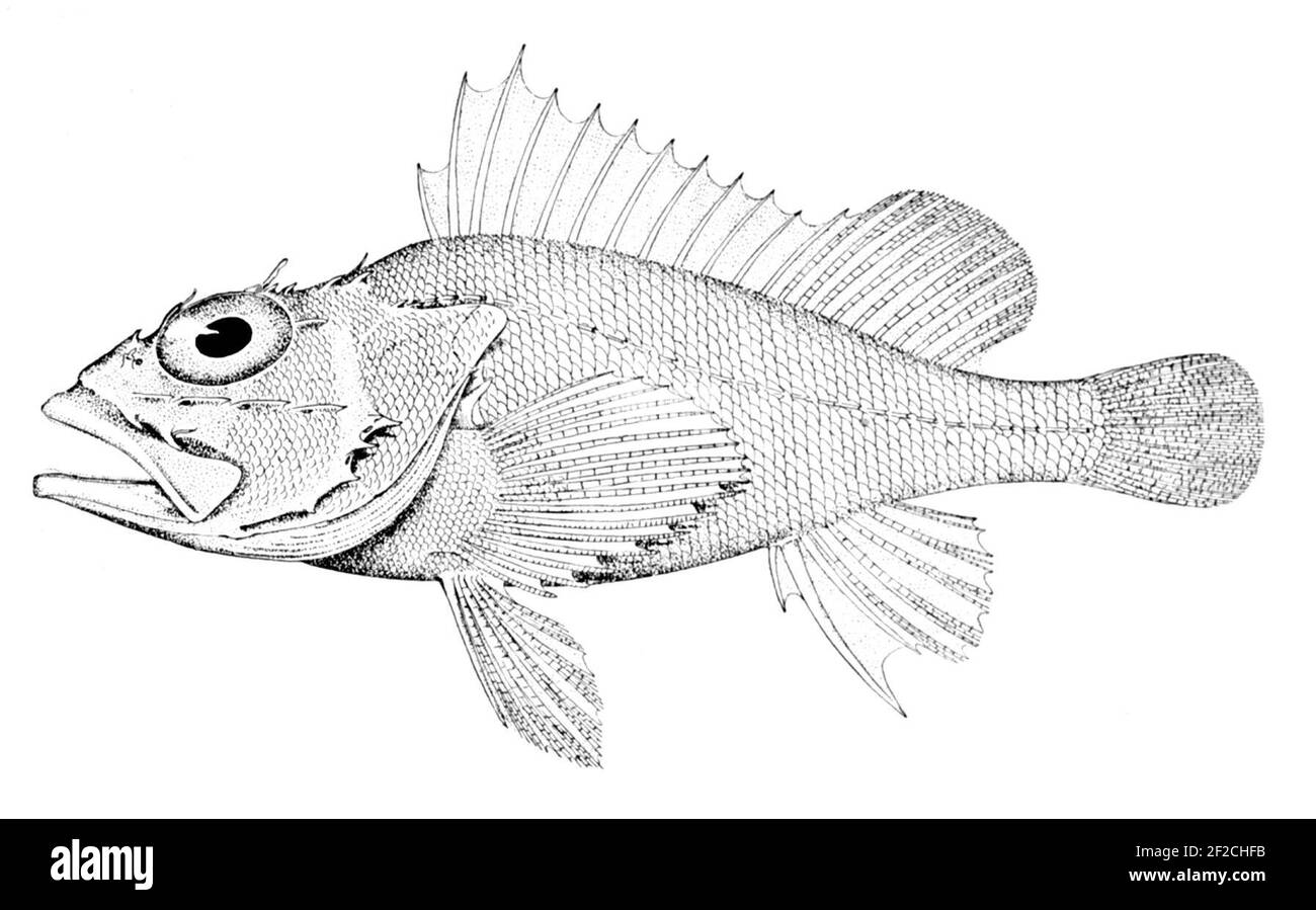 Pontinus nematophthalmus 2 Stock Photo - Alamy