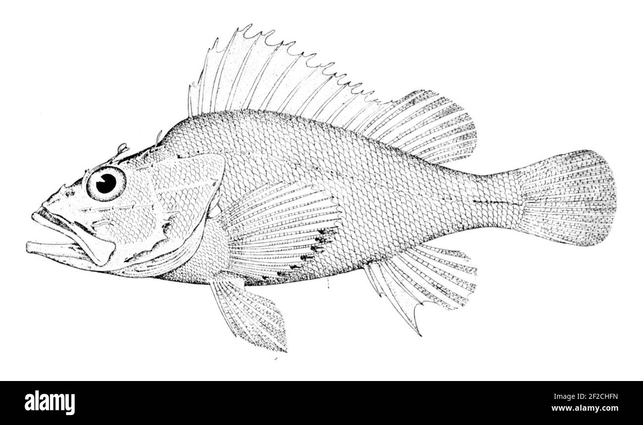 Rathbuni hi-res stock photography and images - Alamy