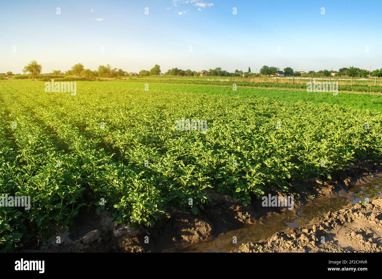 Plantation landscape of green potato bushes. European organic farming ...