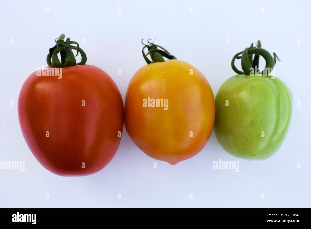 Selective focus of three colors or colours of Tomato from young to ...