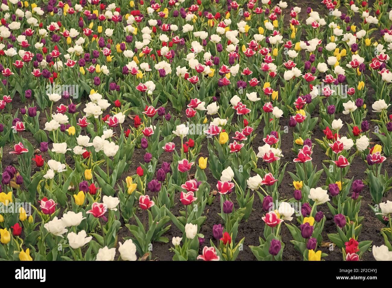 Blossoming tulip fields. spring landscape park. country of tulip ...