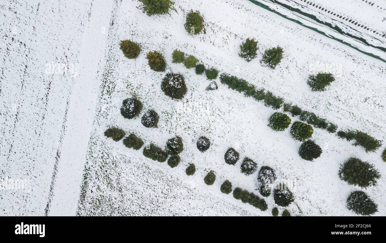Top down drone photo of trees and bushes in a snow covered winter ...