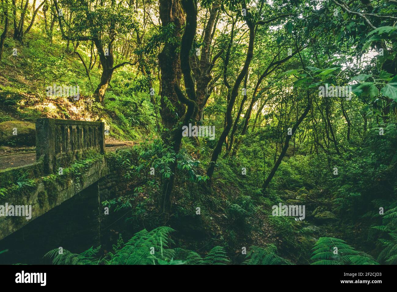 Moss covered bridge hi-res stock photography and images - Alamy