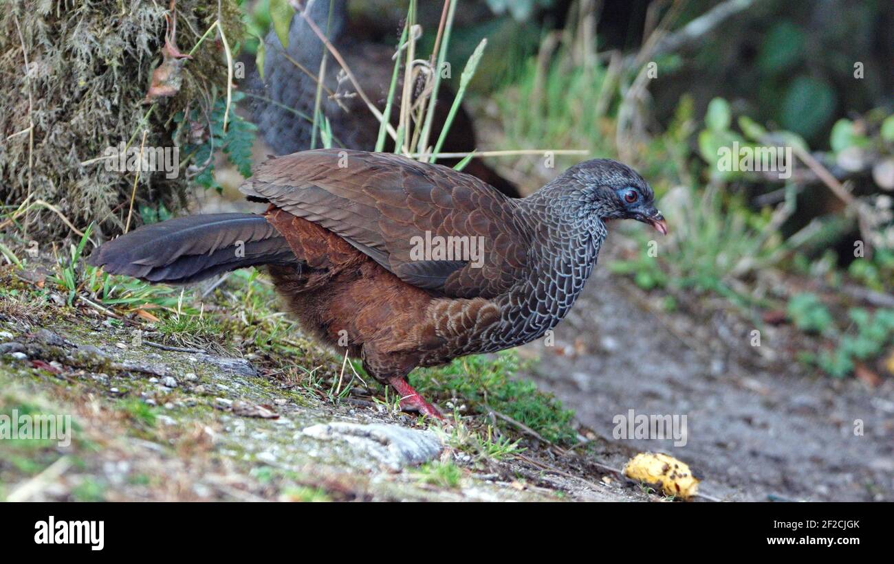 Andean guan (Penelope montagnii) on the ground in the Yanacocha Reserve ...