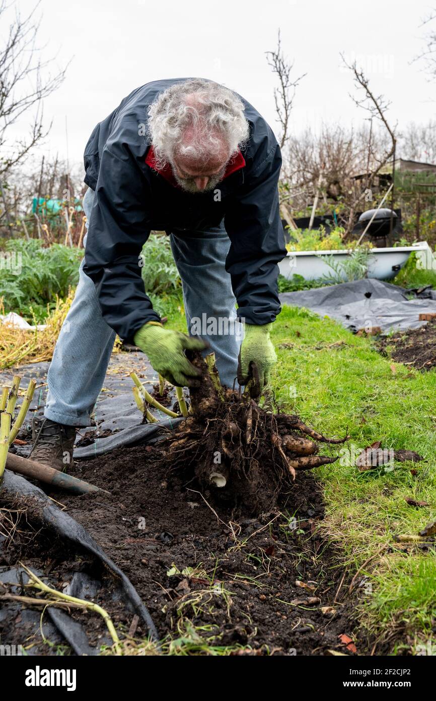 Harvesting Yacon tubers (smallanthus sonchifolius), 'Peruvian ground ...