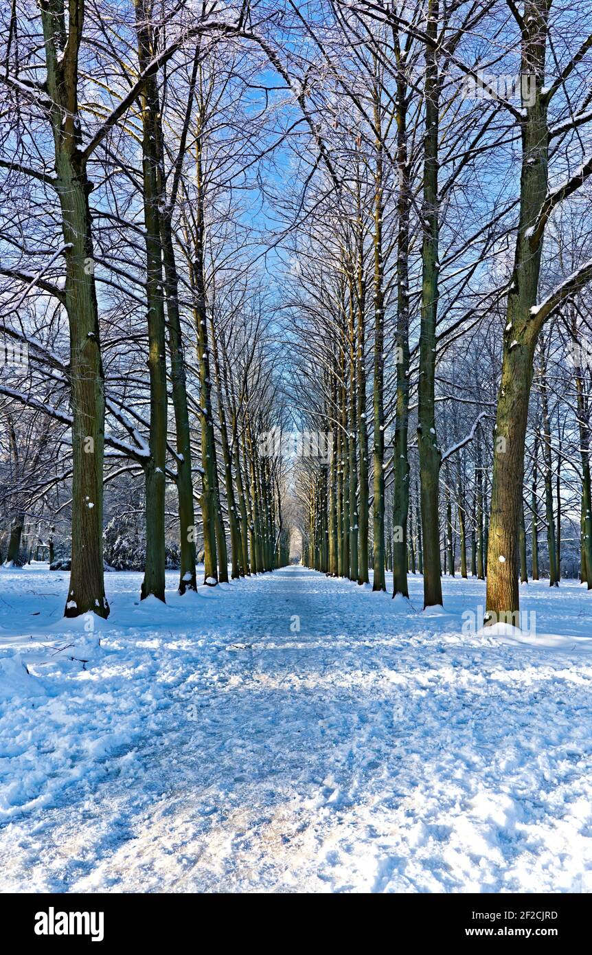 Path in Snow with Trees in winter Stock Photo - Alamy