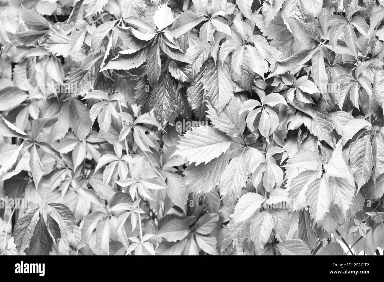 Autumn Leaves Falling Black and White Stock Photos & Images - Alamy