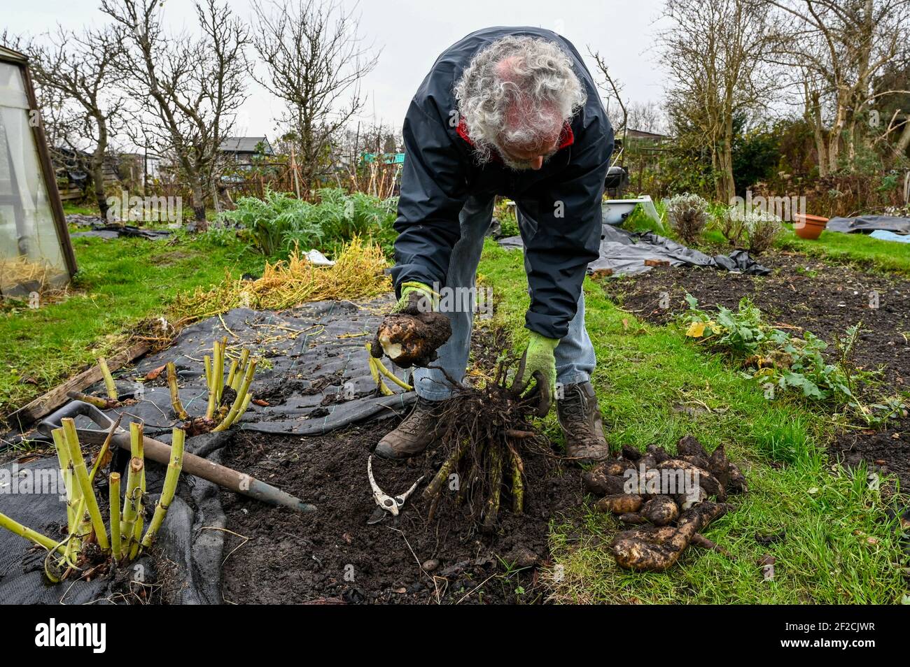 Harvesting Yacon tubers (smallanthus sonchifolius), 'Peruvian ground ...