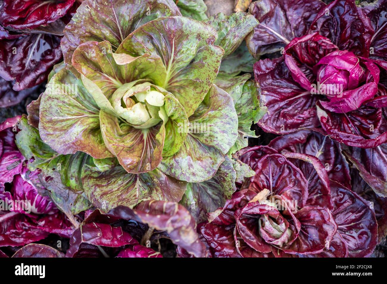 Two varieties of chicory 'Cichorium intybus' growing together; "Rosa di ...
