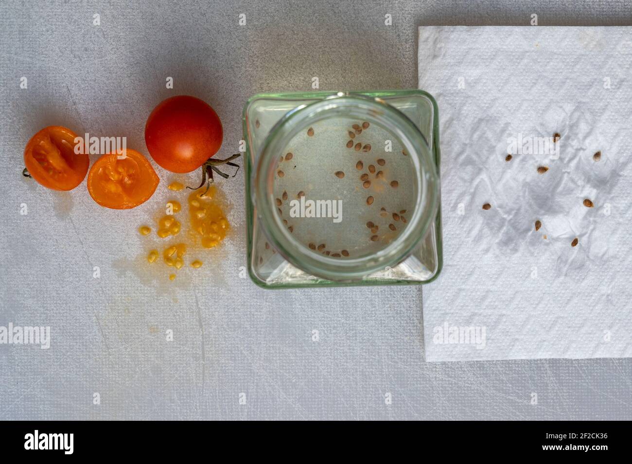 How to save tomato seeds using the fermentation method. Scoop seeds ...