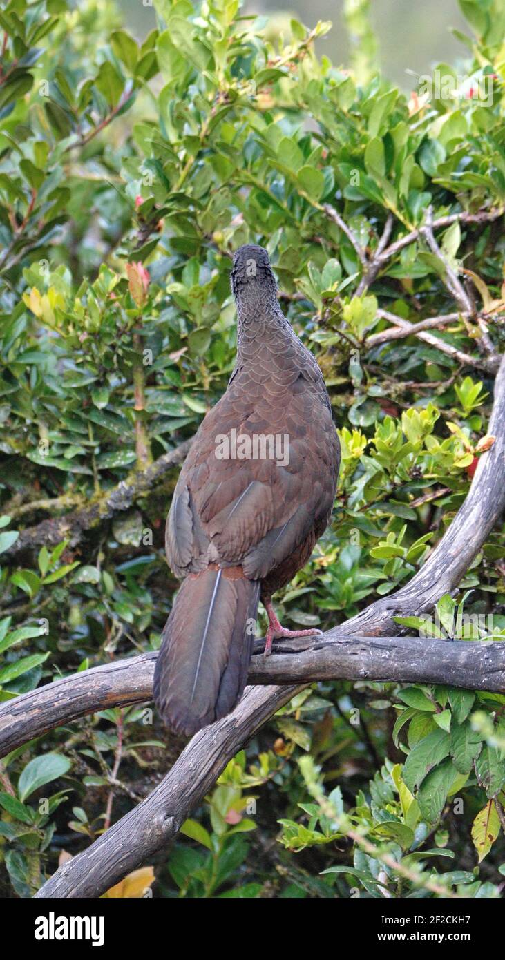 Andean guan (Penelope montagnii) perched in a tree in the Yanacocha ...