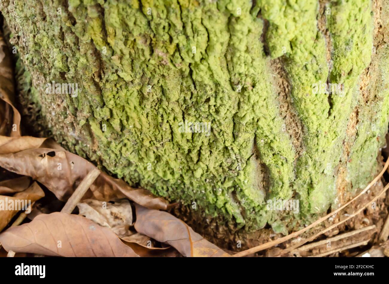 Moss On Tree Trunk Stock Photo - Alamy