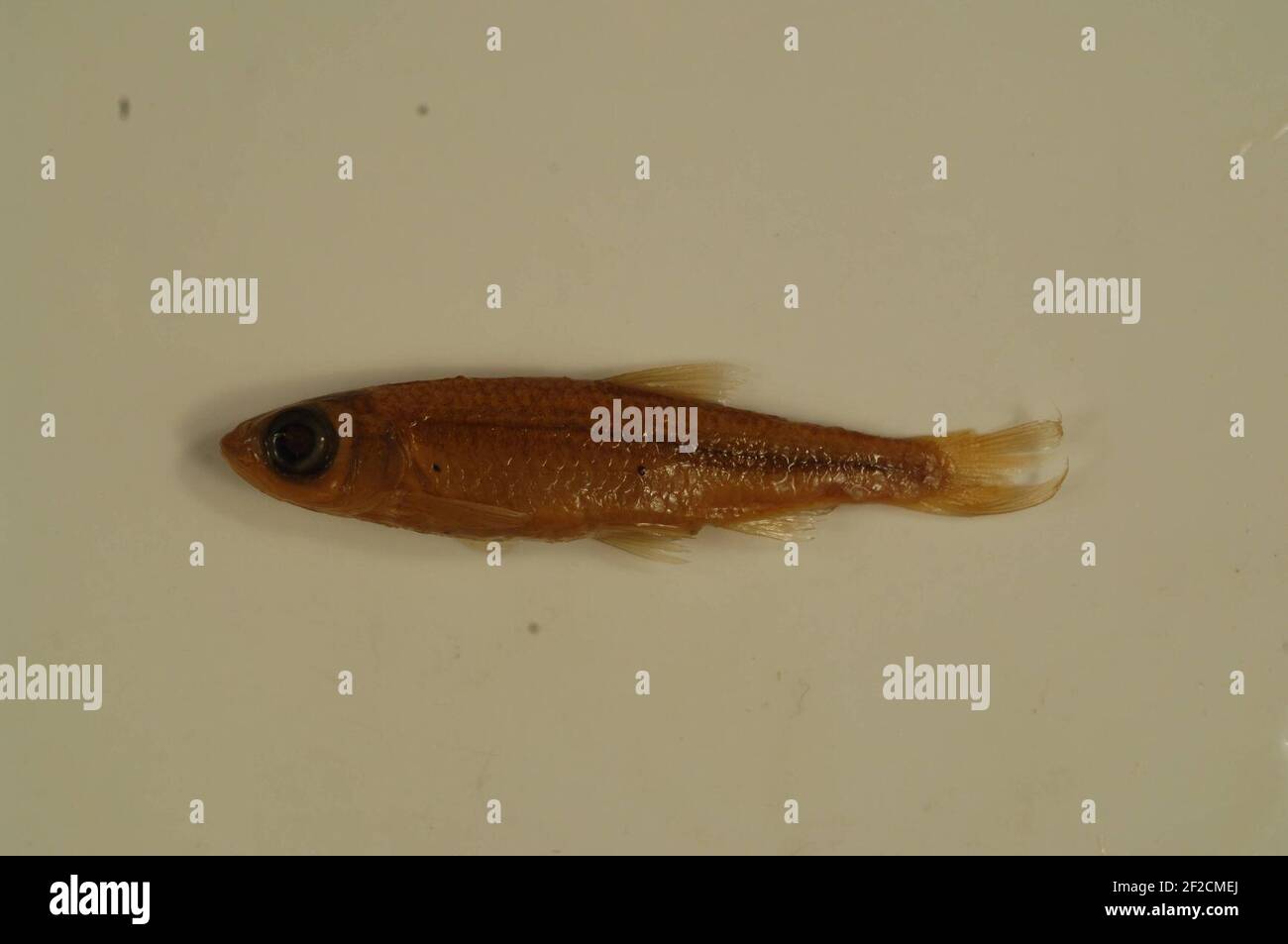 Popeye shiner 01 Stock Photo - Alamy