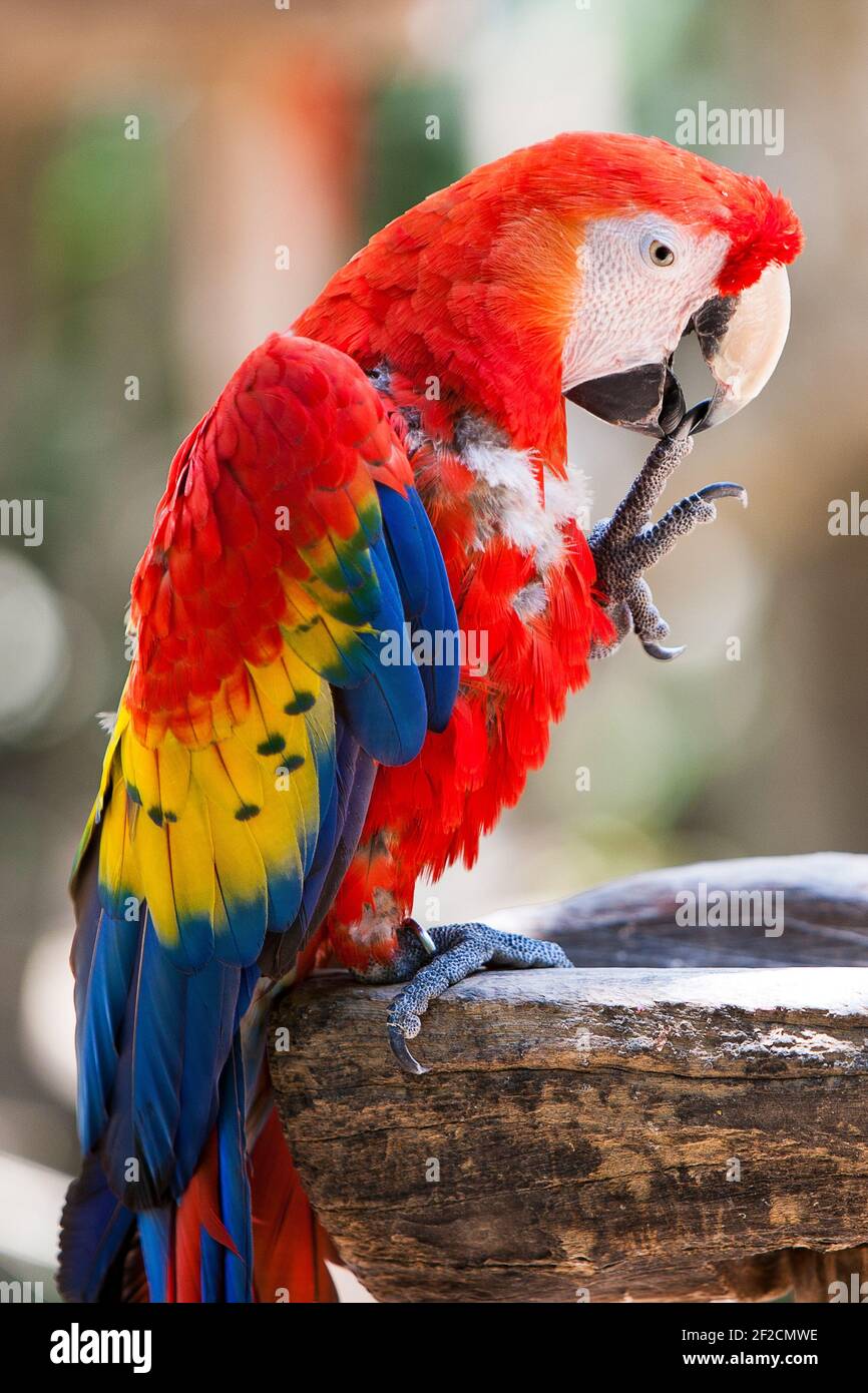 Long-tailed colorful macaw parrot are sitting in a tropical forest ...