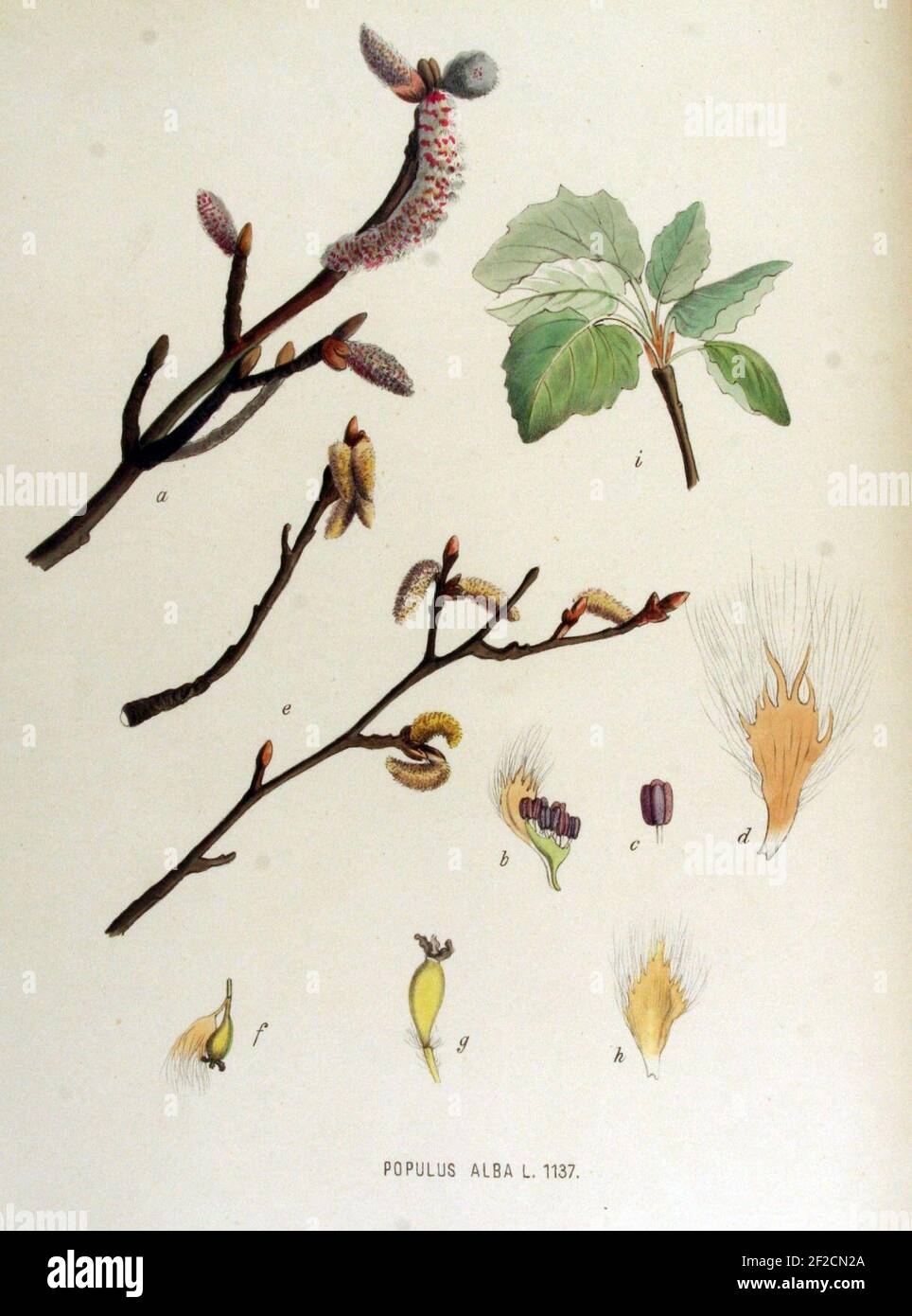 Populus alba — Flora Batava — Volume v15 Stock Photo - Alamy