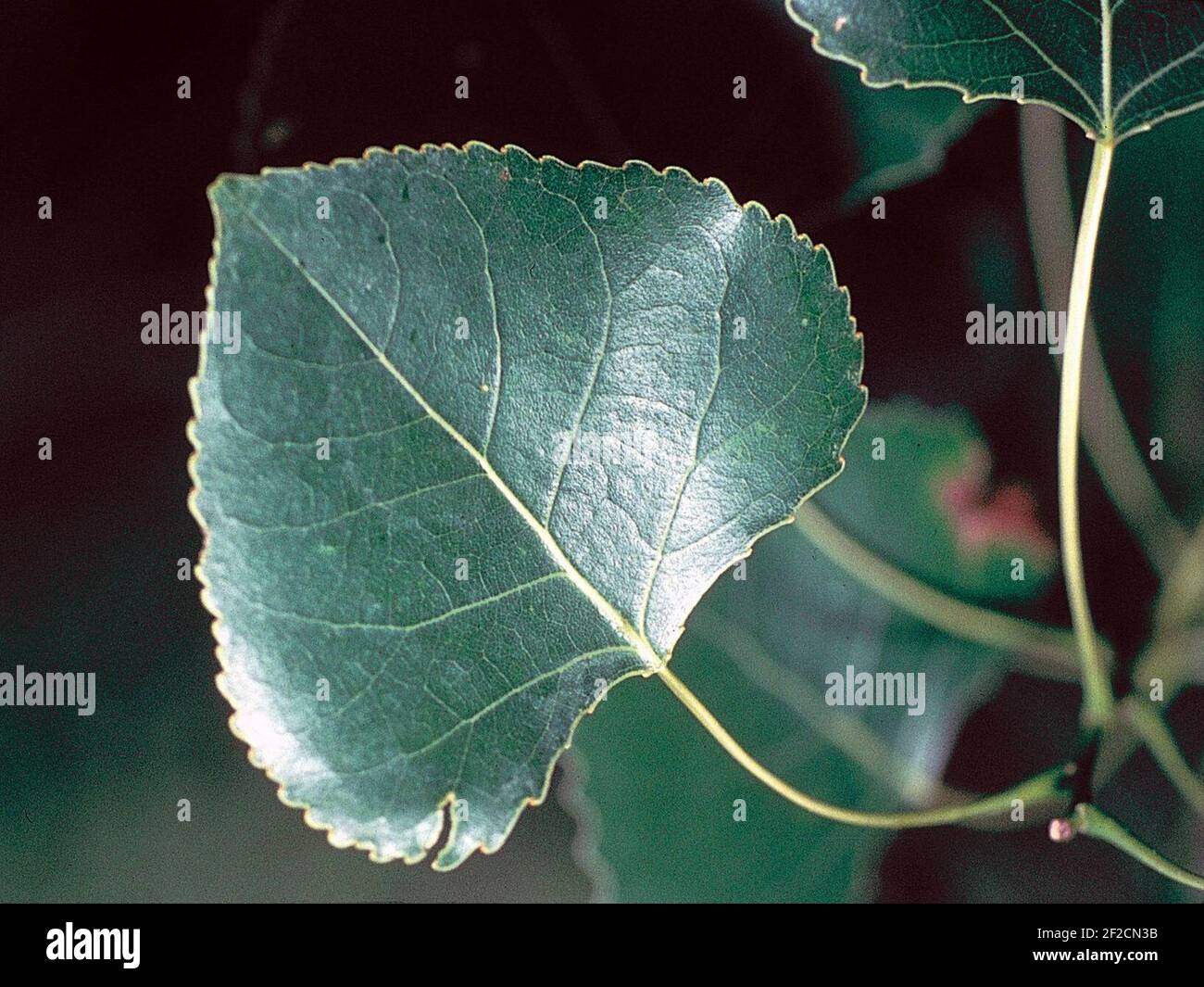 Populus deltoides NRCS-1 Stock Photo - Alamy