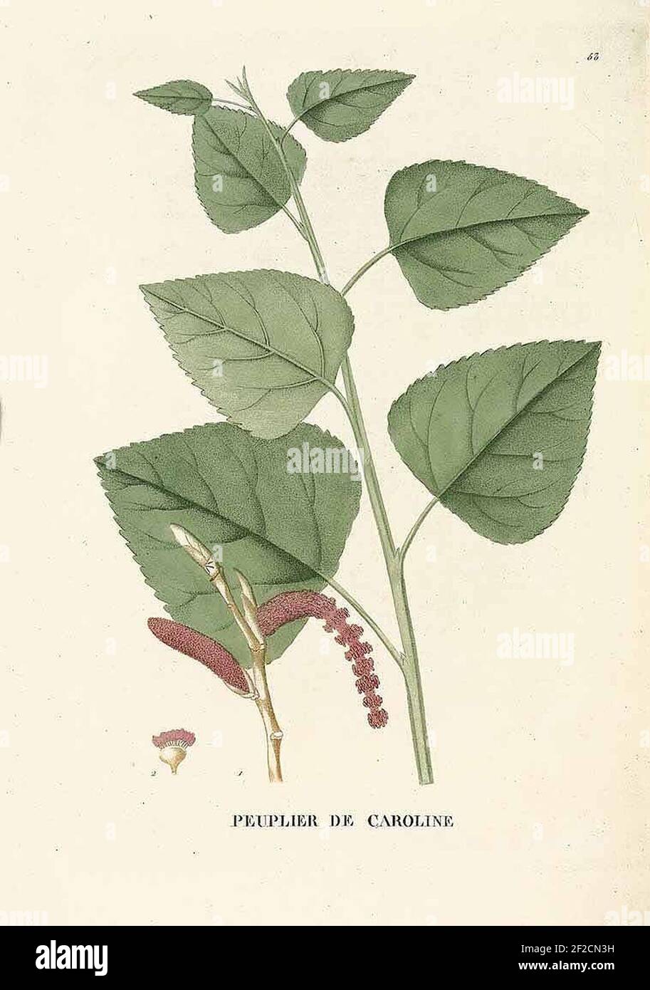 Populus deltoides illustration Stock Photo - Alamy