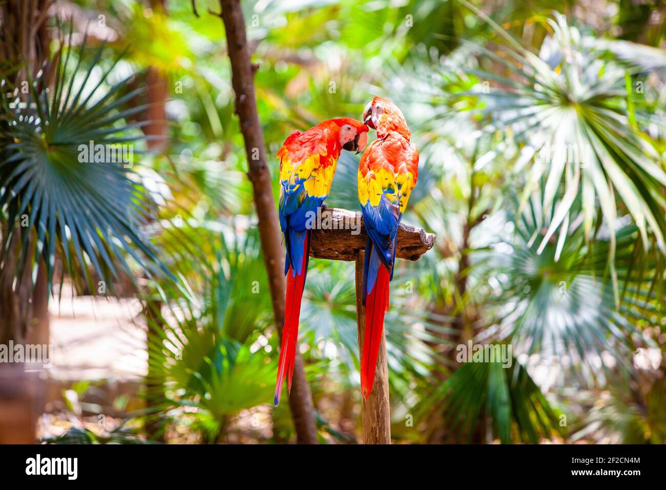 Long Tailed Parrots High Resolution Stock Photography and Images - Alamy