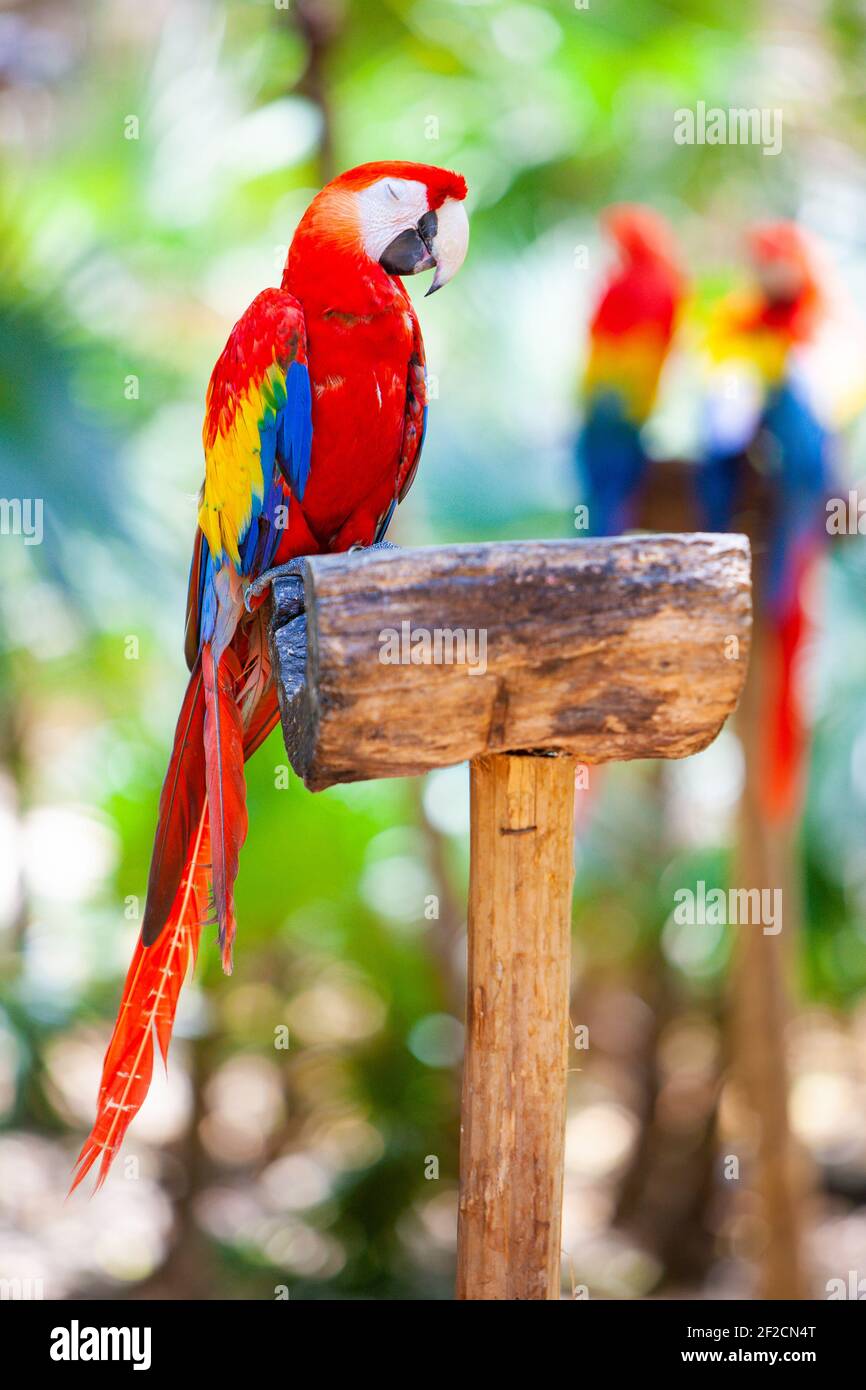 Long-tailed colorful macaw parrot sitting in a tropical forest Stock ...