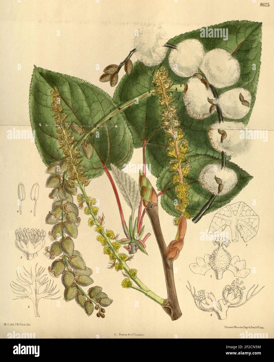 Populus Lasiocarpa High Resolution Stock Photography and Images - Alamy
