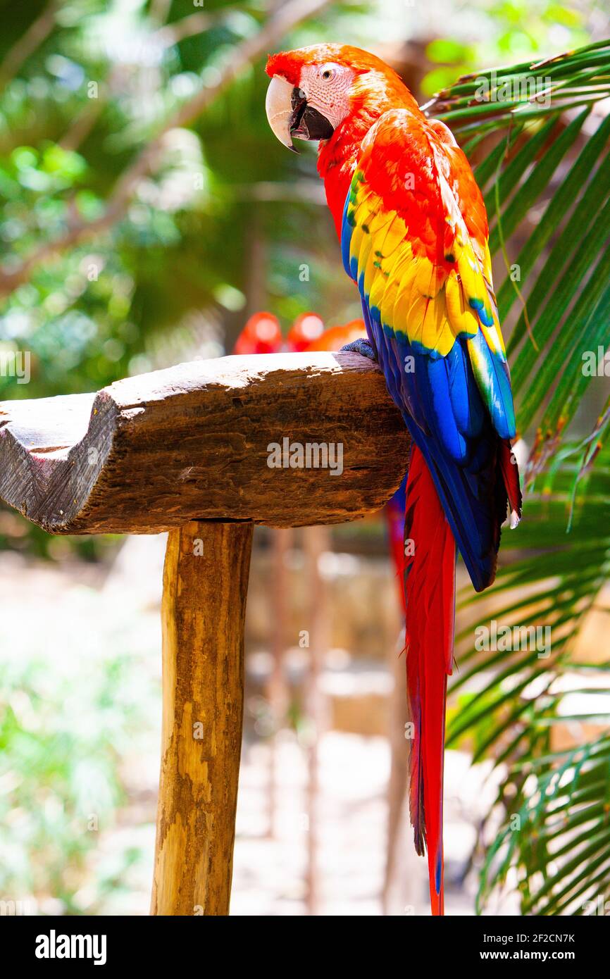 Long-tailed colorful macaw parrot sitting in a tropical forest Stock ...