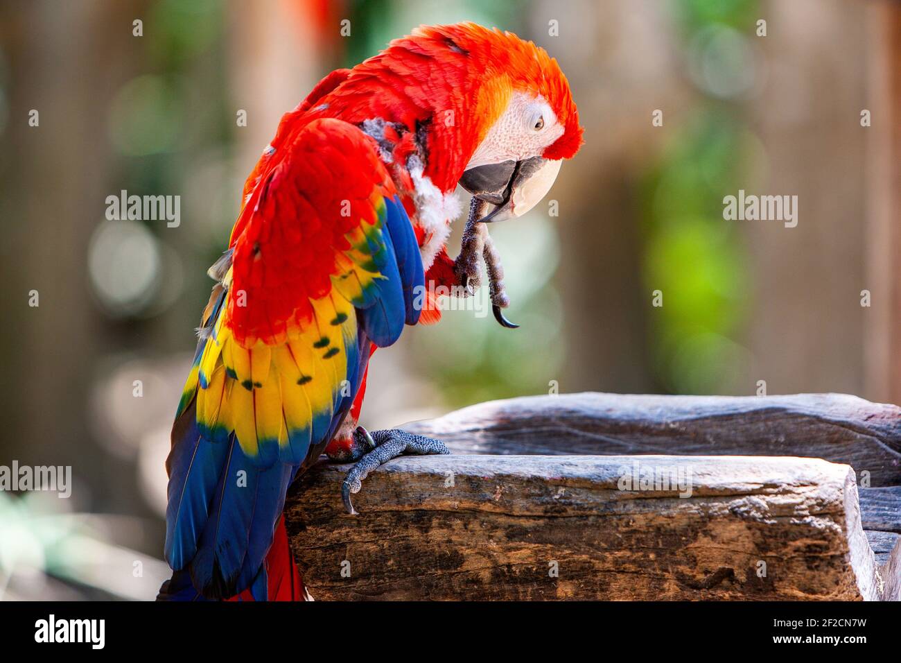Long-tailed colorful macaw parrot are sitting in a tropical forest ...