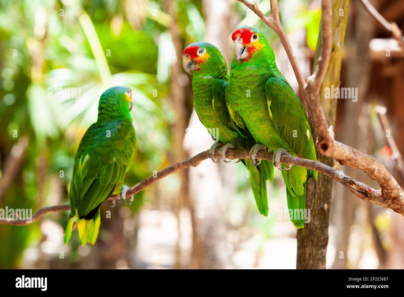 Green parrots hi-res stock photography and images - Alamy