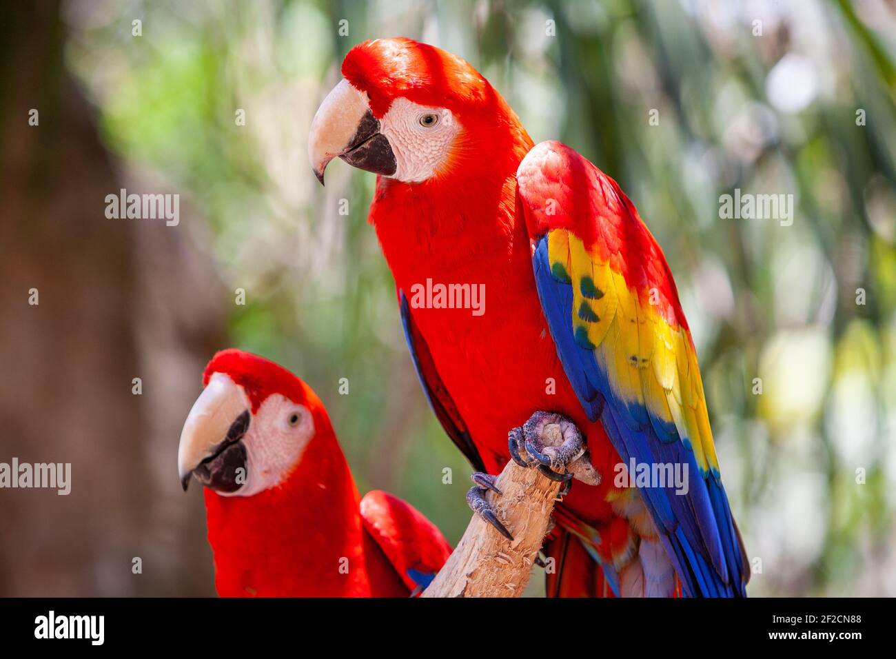 Long Tailed Parrots High Resolution Stock Photography and Images - Alamy