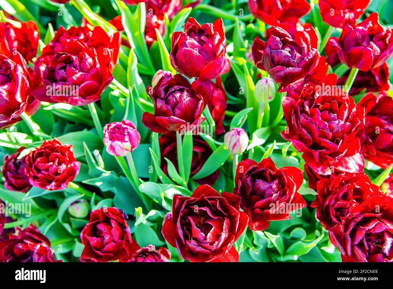 Beautiful closeup image of burgundy double late tulips, are also known ...