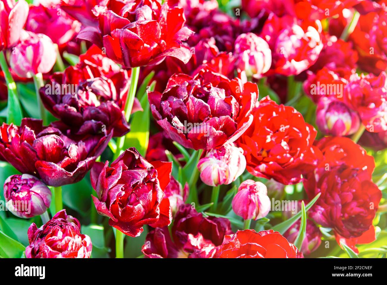 Beautiful closeup image of burgundy double late tulips, are also known ...