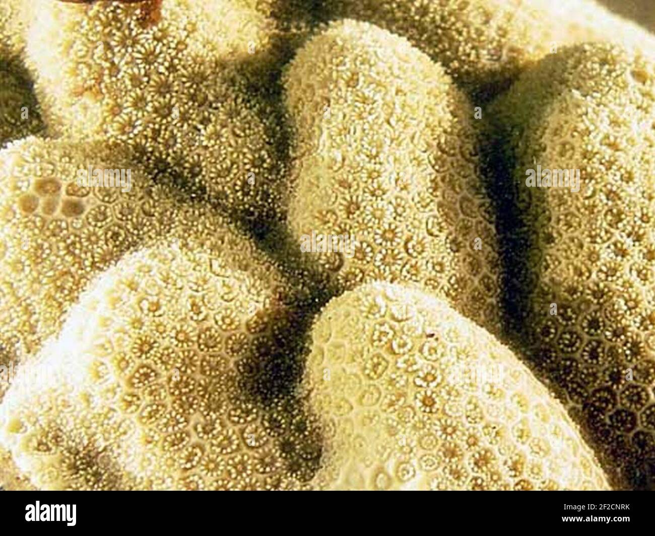 Porites lobata hi-res stock photography and images - Alamy