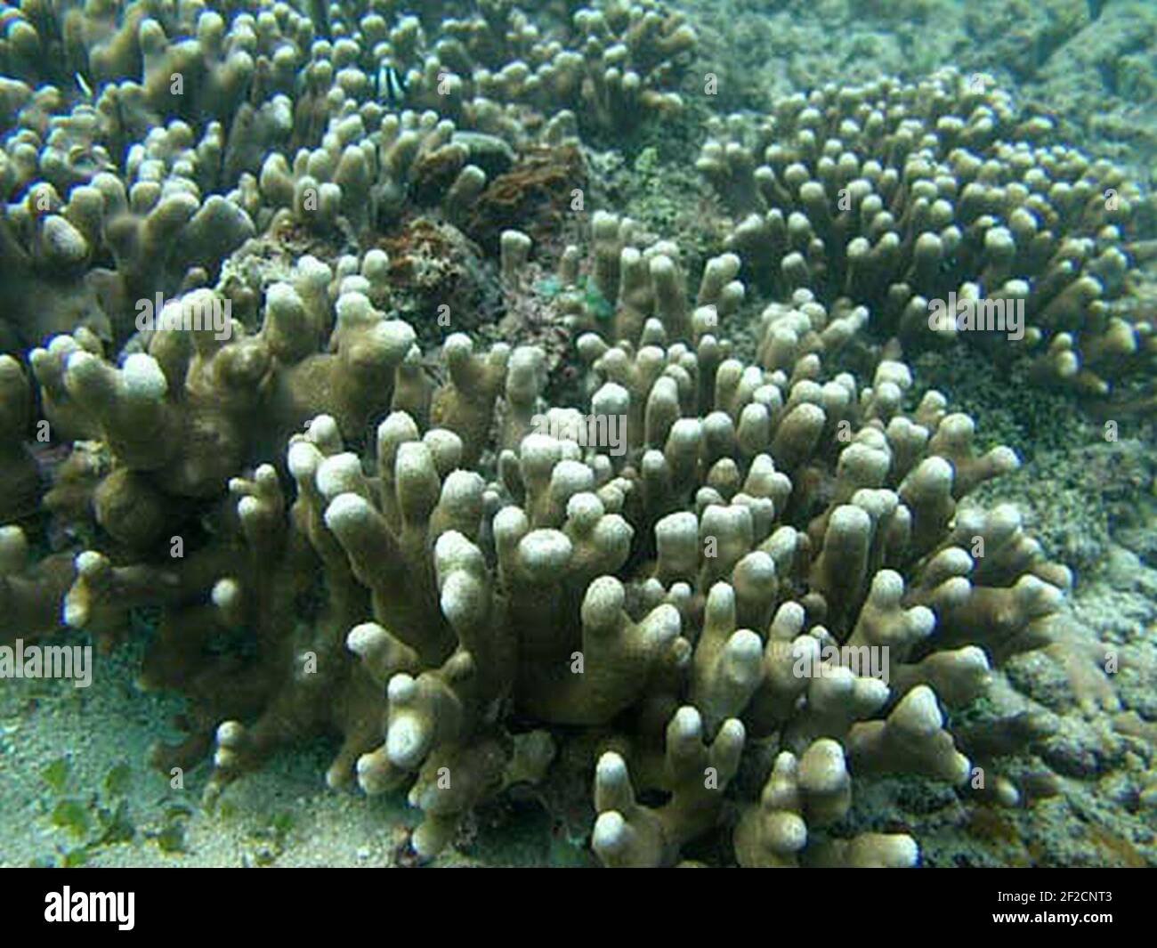 Porites cylindrica hi-res stock photography and images - Alamy