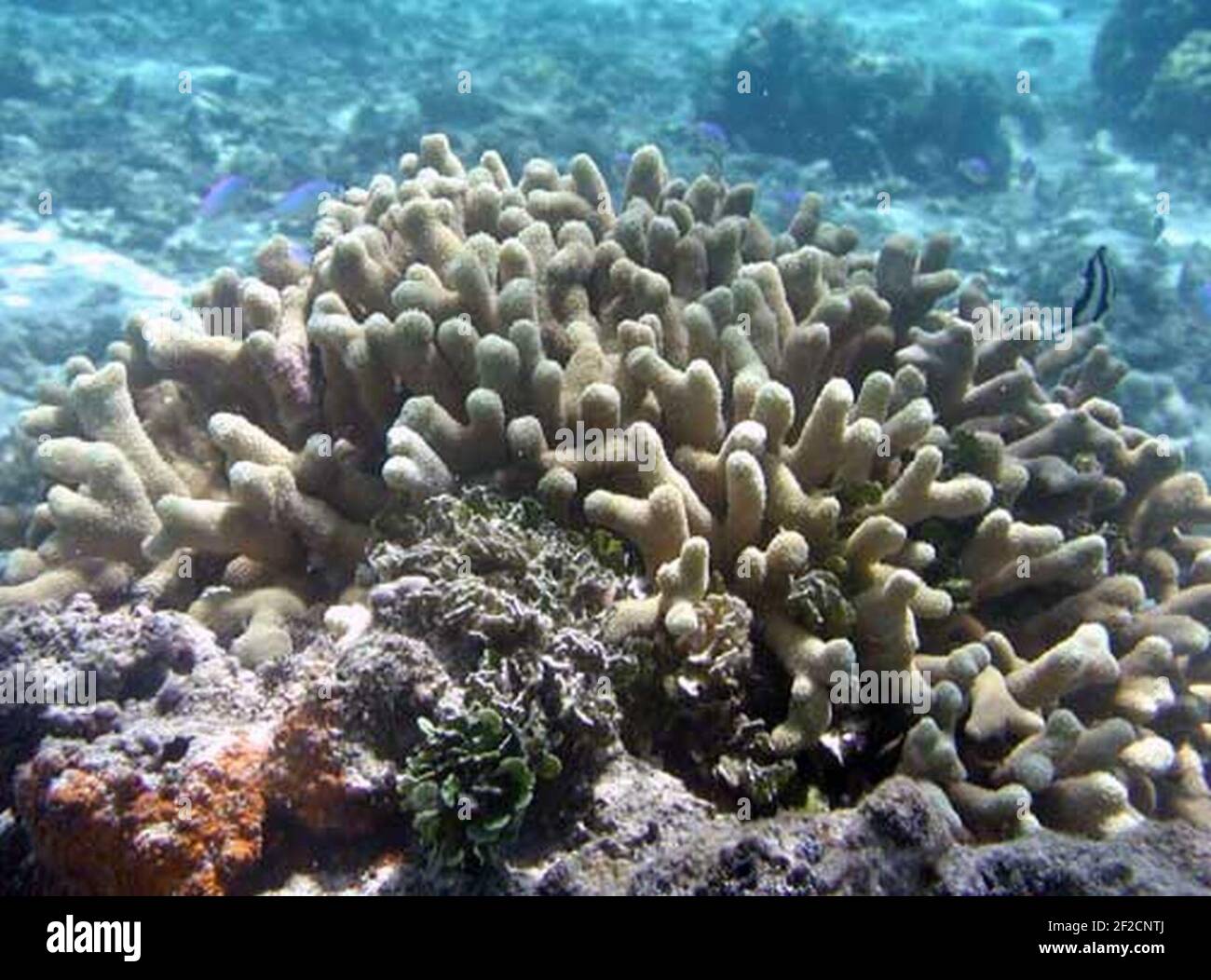 Porites cylindrica, Guam 2 Stock Photo - Alamy