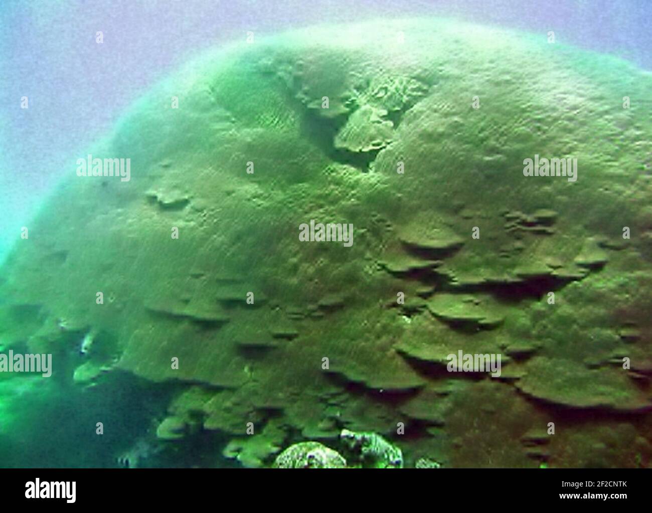 Porites lobata hi-res stock photography and images - Alamy