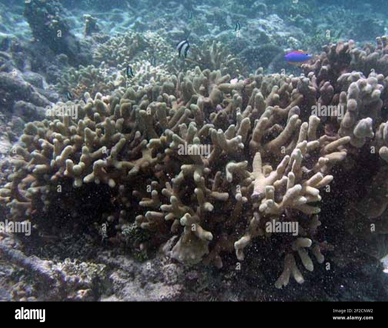 Porites compressa, Guam Stock Photo - Alamy