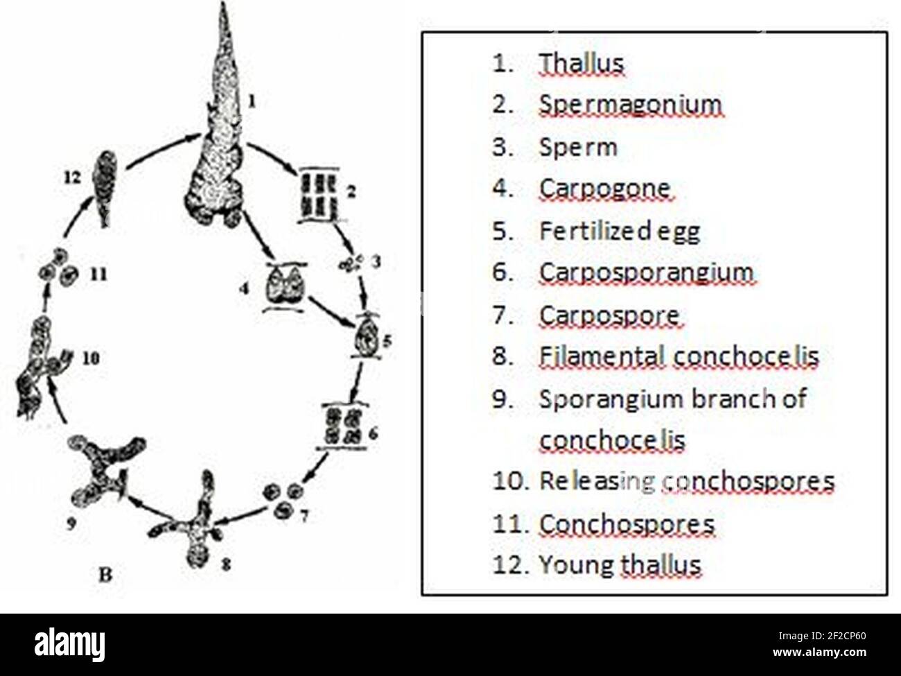 Porphyra hi-res stock photography and images - Alamy