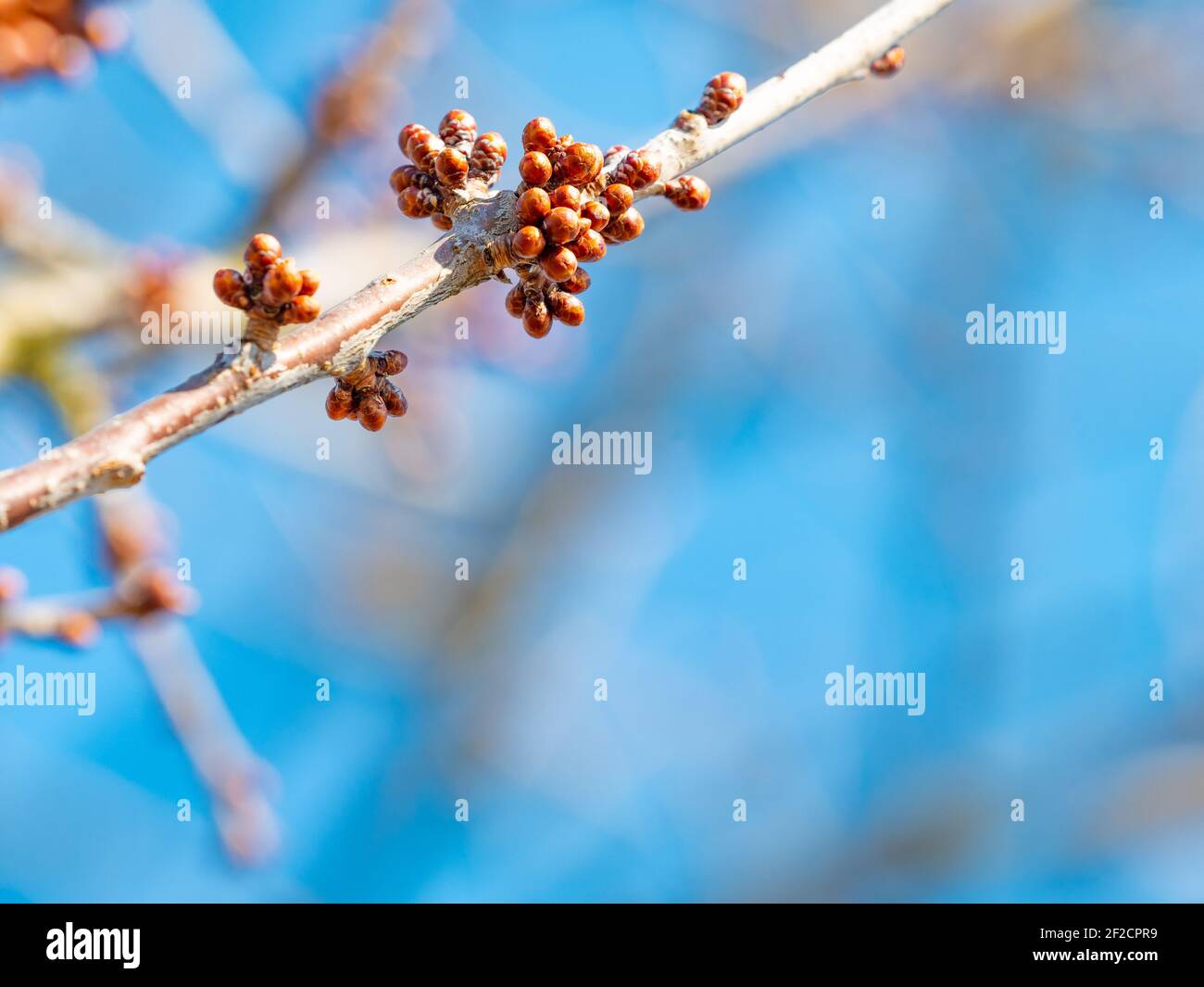Cherry tree buds closed hi-res stock photography and images - Alamy