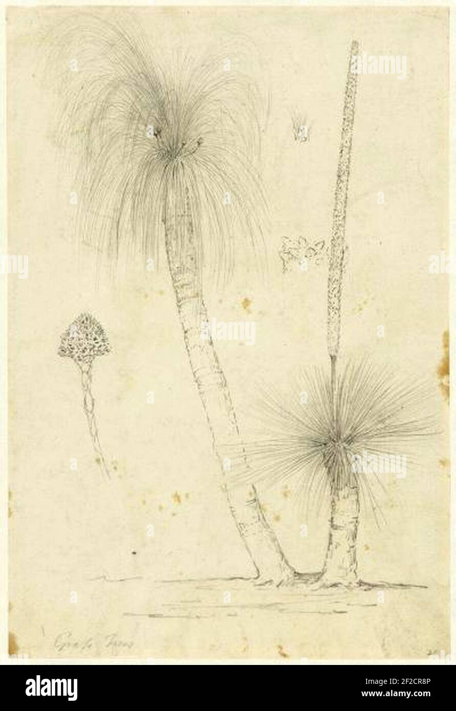 Port Jackson, Grass Trees Stock Photo - Alamy