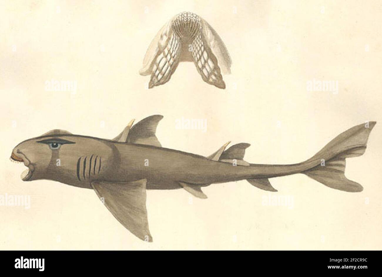 Port Jackson Shark Stock Photo - Alamy