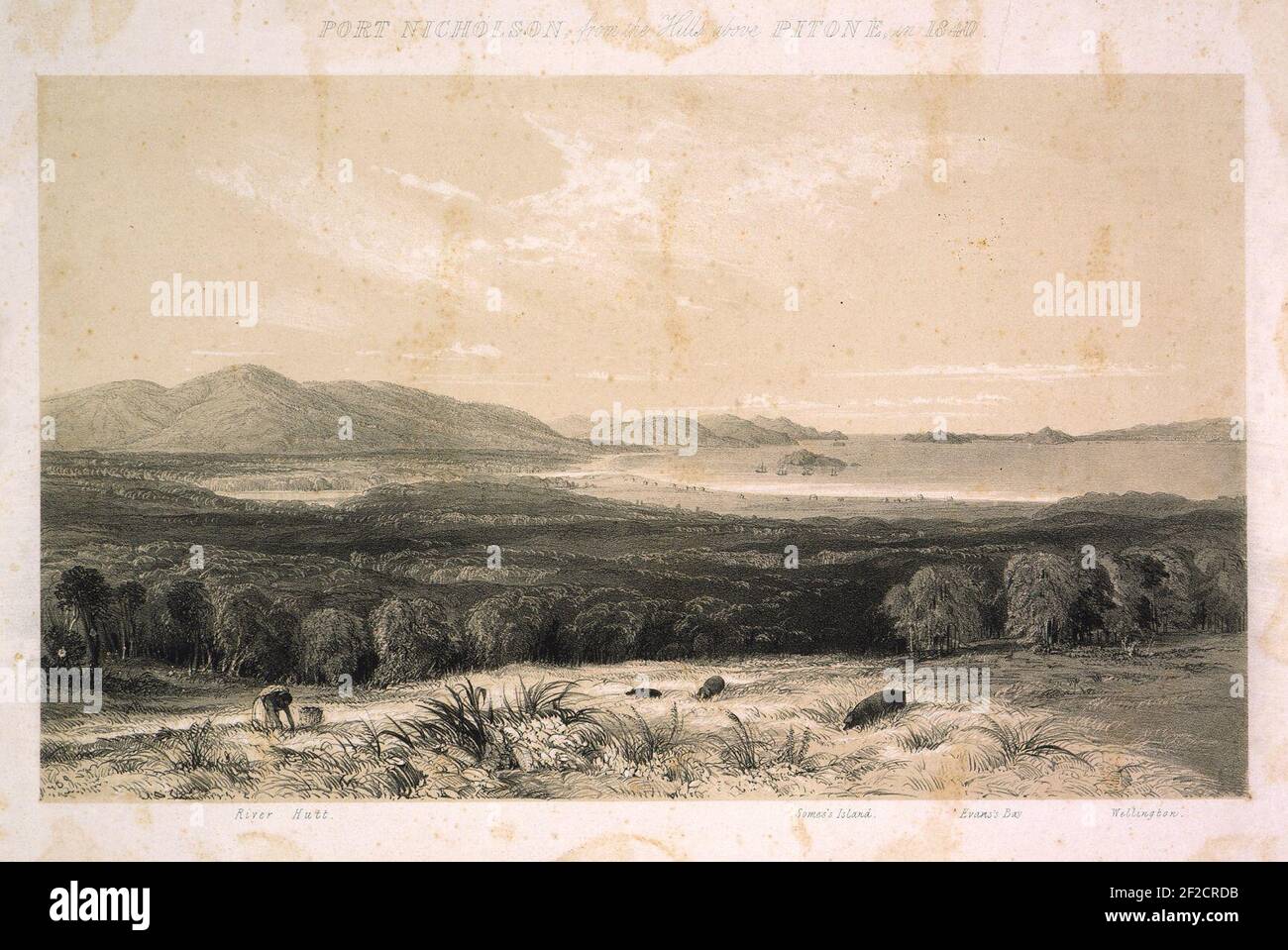 Port Nicholson High Resolution Stock Photography and Images - Alamy