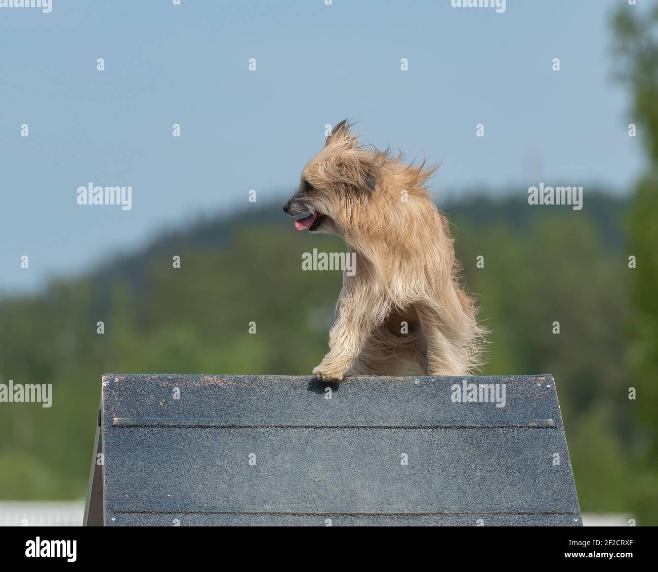 A Pyrenean Shepherd dog climbing on an agility course Stock Photo - Alamy