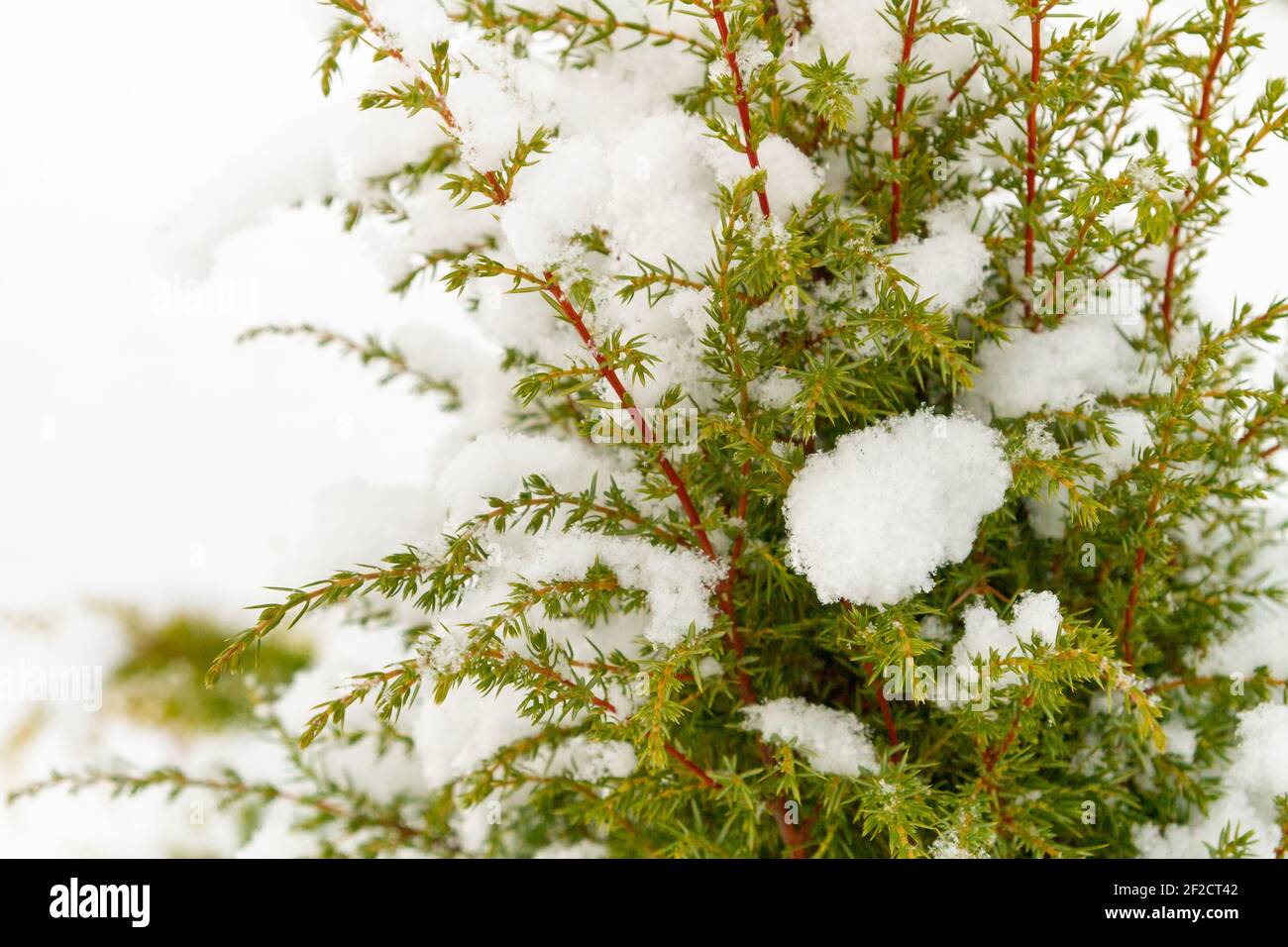 Thuja in the snow in the yard in winter Stock Photo - Alamy